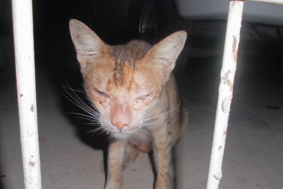 8 Signs of Severe Dehydration in Cats - Extremely Dehydrated Cat Symptoms