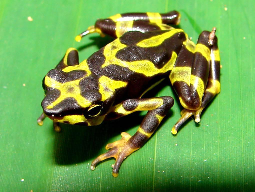 The Most Exotic Animals in the World - Exotic Animals List with Pictures