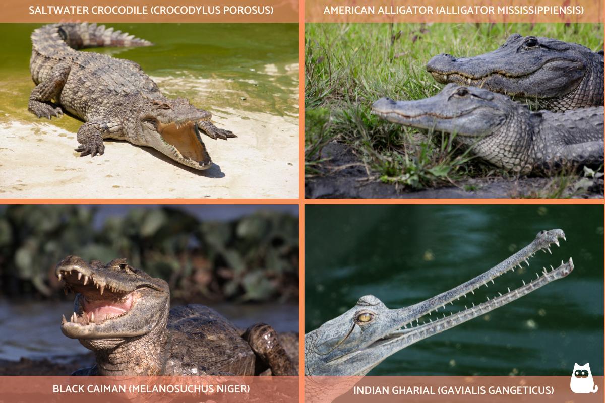 Types of Reptiles - Names, Characteristics & Examples