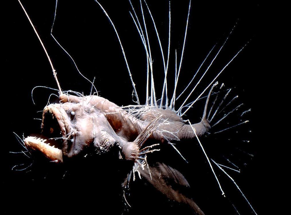 The Most Exotic Animals in the World - Exotic Animals List with Pictures