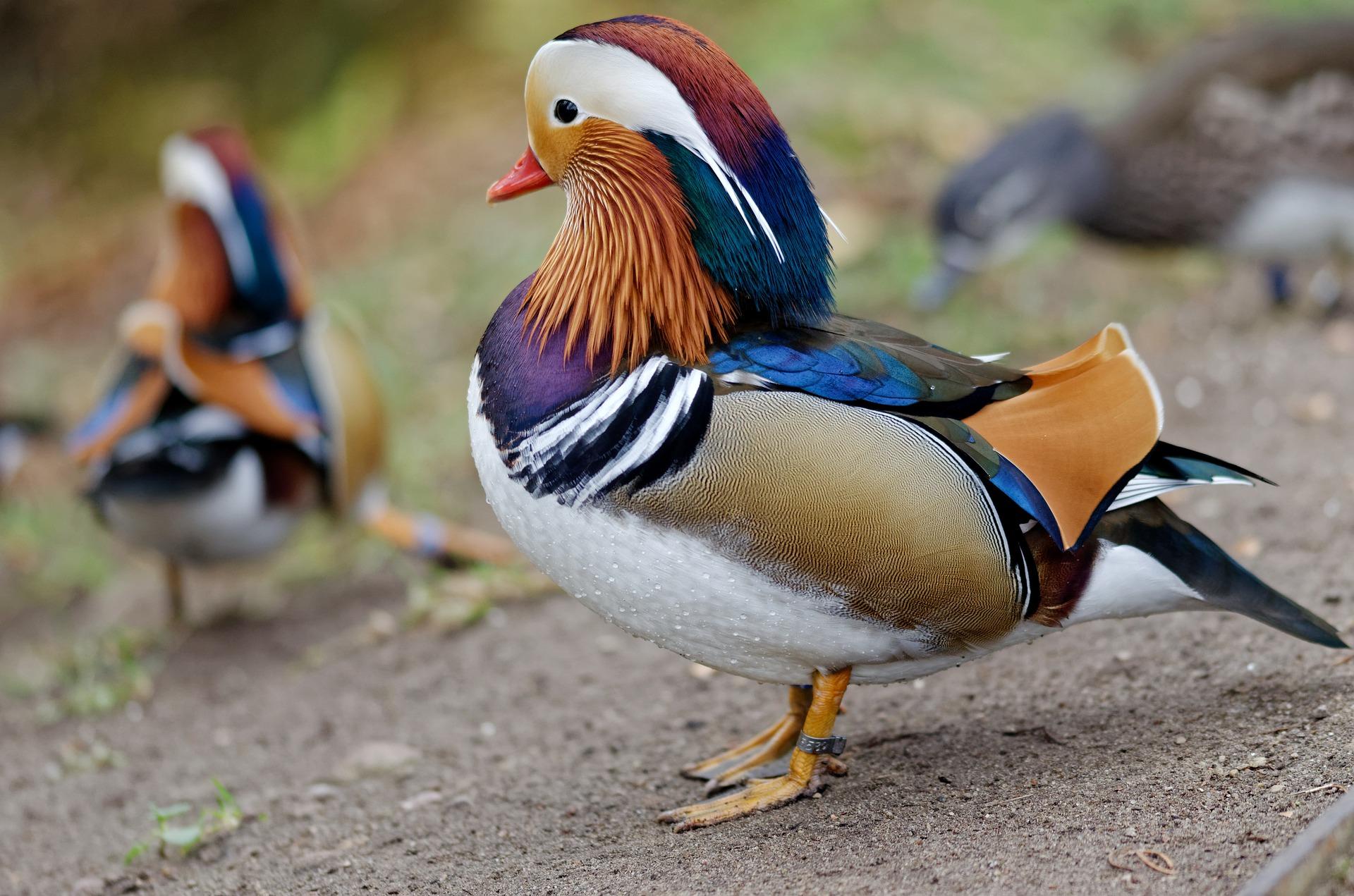 The Most Exotic Animals in the World - Exotic Animals List with Pictures