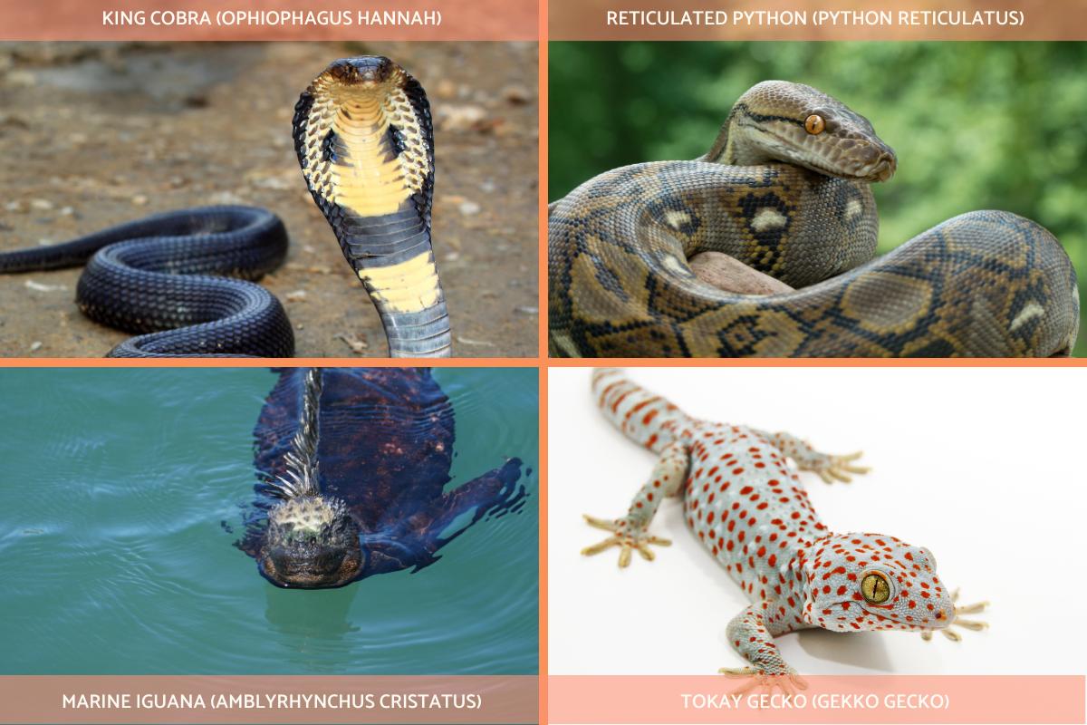 Types of Reptiles - Names, Characteristics & Examples