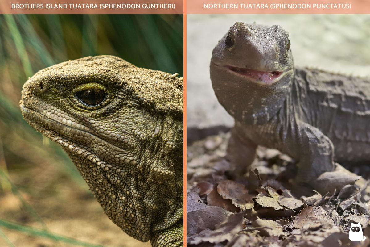 Types of Reptiles - Names, Characteristics & Examples