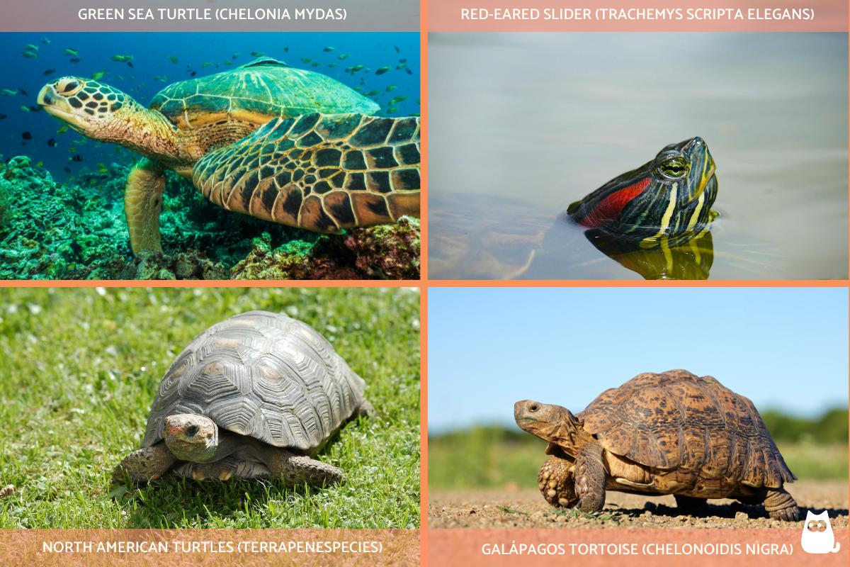 Types of Reptiles - Names, Characteristics & Examples