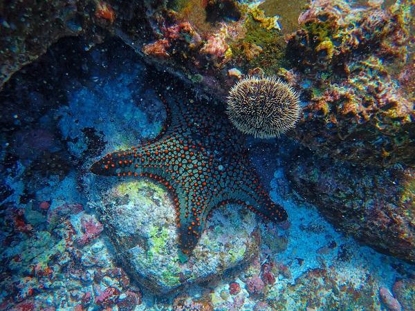 Echinoderms - Definition, Characteristics, Types and Examples