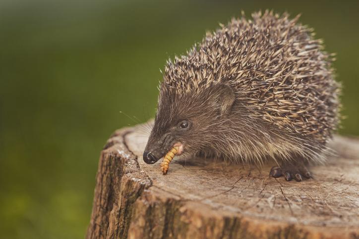 What to Feed a Pet Hedgehog - Complete Hedgehog Food List!