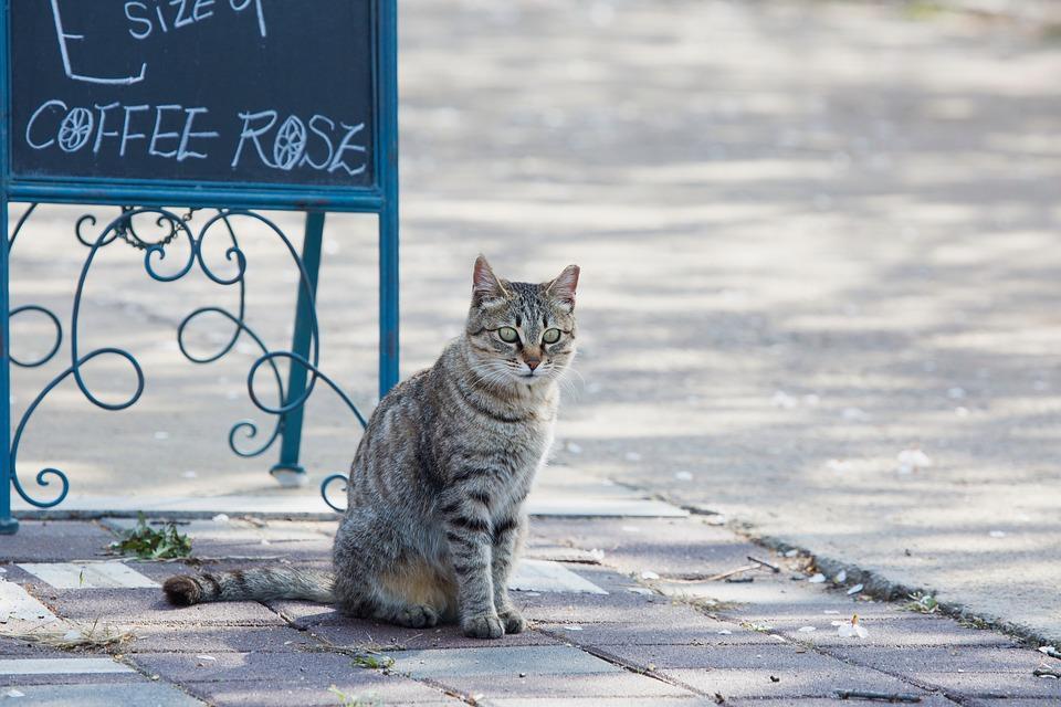 Do Cats Come Back When They Run Away?