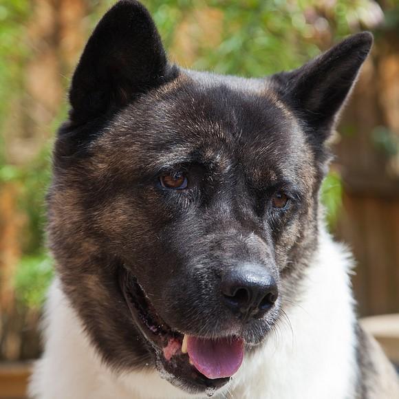 Training an American Akita