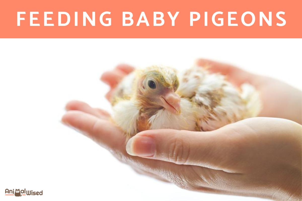What to Feed a Baby Pigeon - Baby Pigeon Diet and Care
