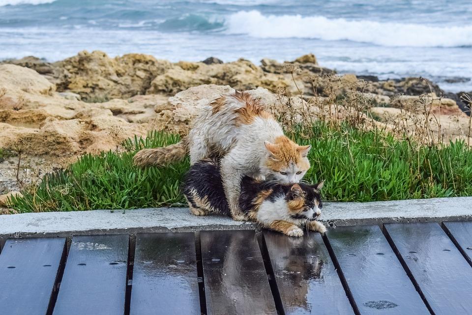 Do Cats Come Back When They Run Away?