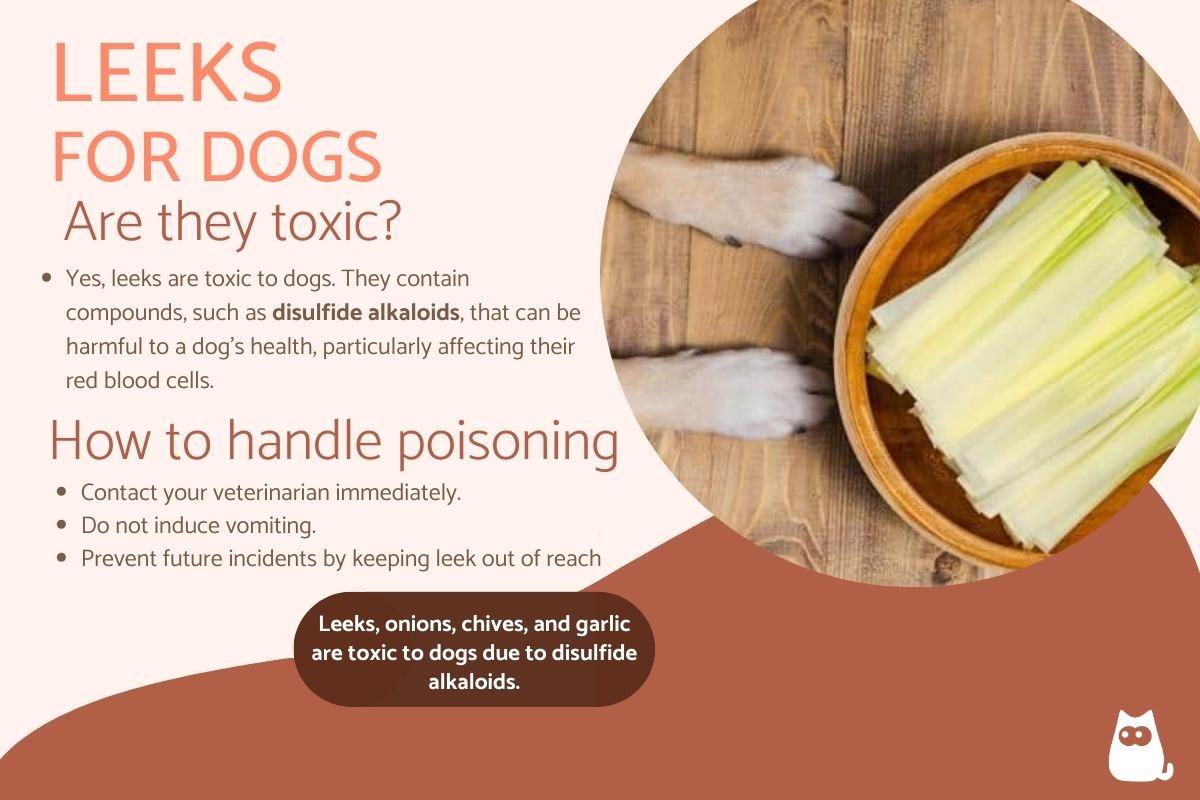 Leeks and Dogs - Why Leeks Are a Harmful Food for Dogs