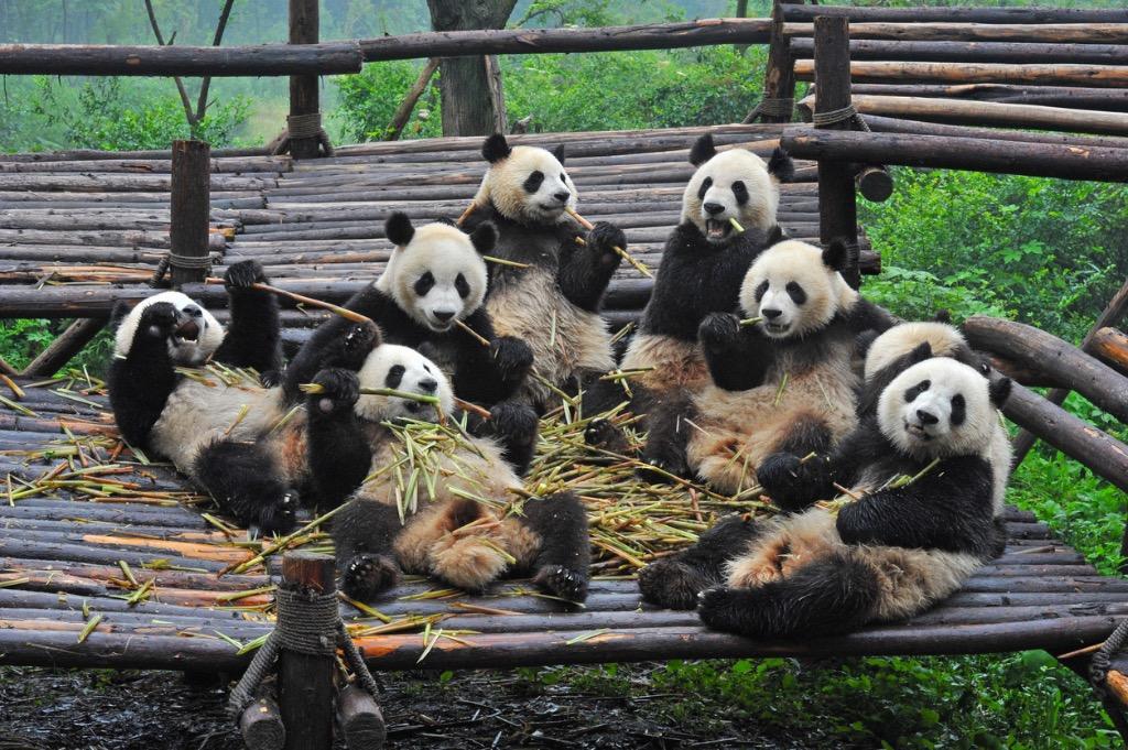 Is the Giant Panda Still Endangered?