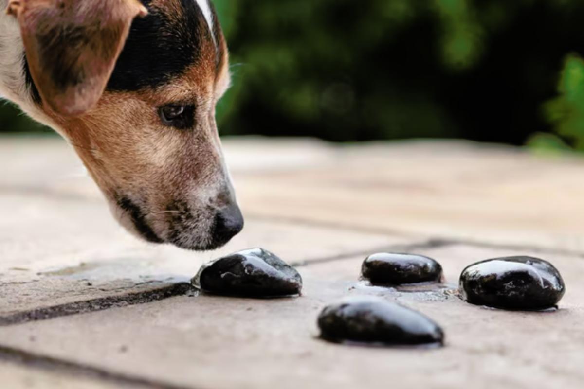 How Do I Get My Dog to Stop Playing With Rocks? - Simple & Effective ...