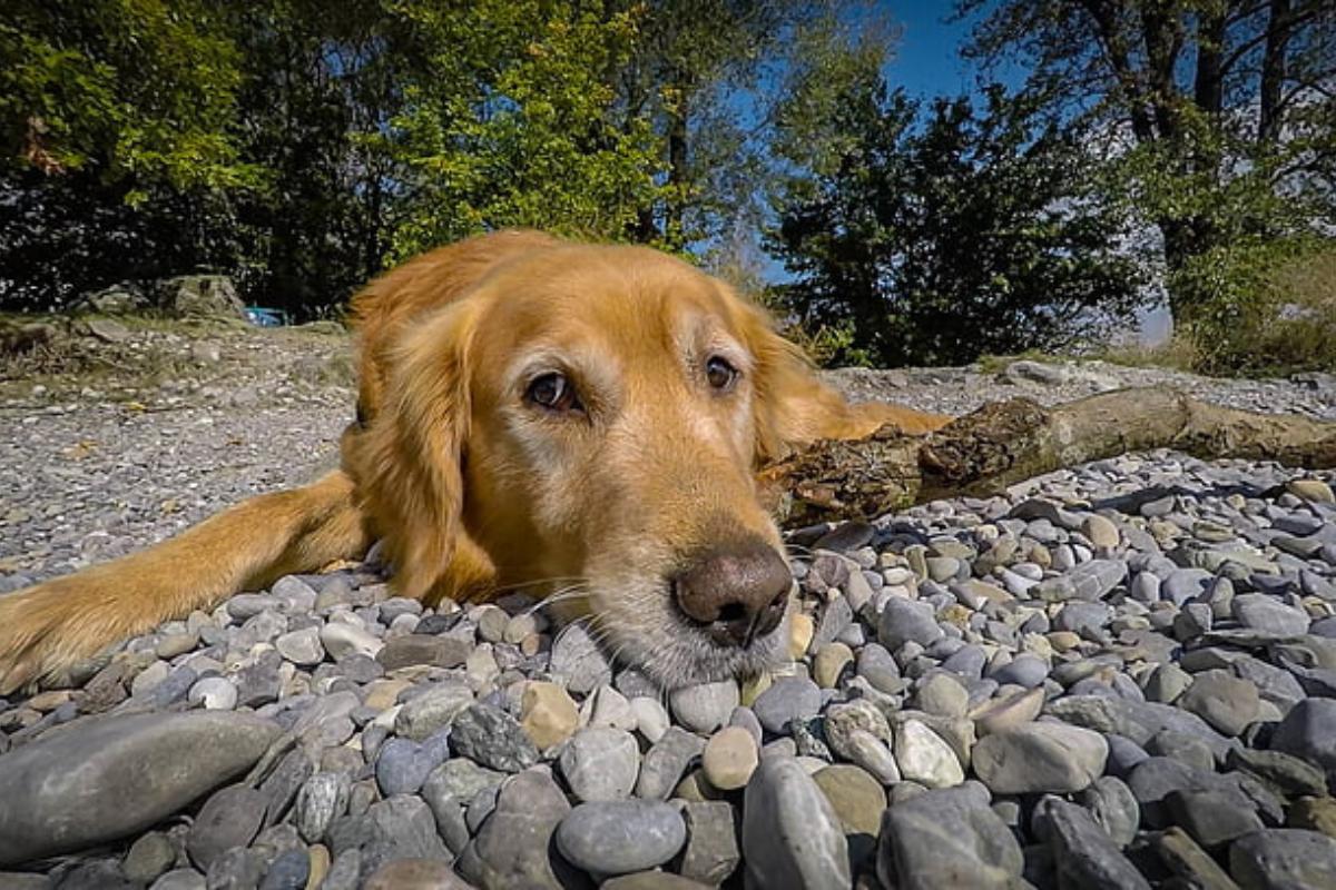 How Do I Get My Dog to Stop Playing With Rocks? - Simple & Effective ...
