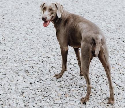 How Do I Get My Dog to Stop Playing With Rocks? - Simple & Effective ...