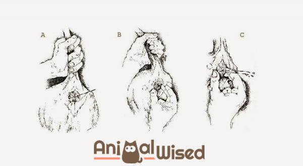 My Cat Is Leaking Brown Fluid From Their Anus - Cat Anal Gland Discharge