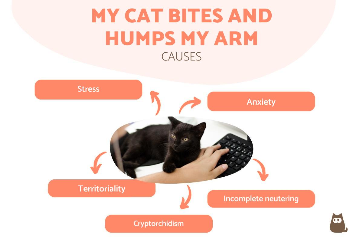 My Cat Bites and Humps My Arm - Causes of Mounting Behavior