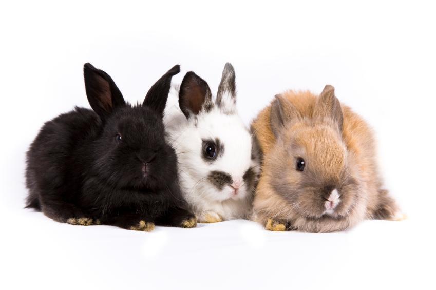 Names for Rabbits