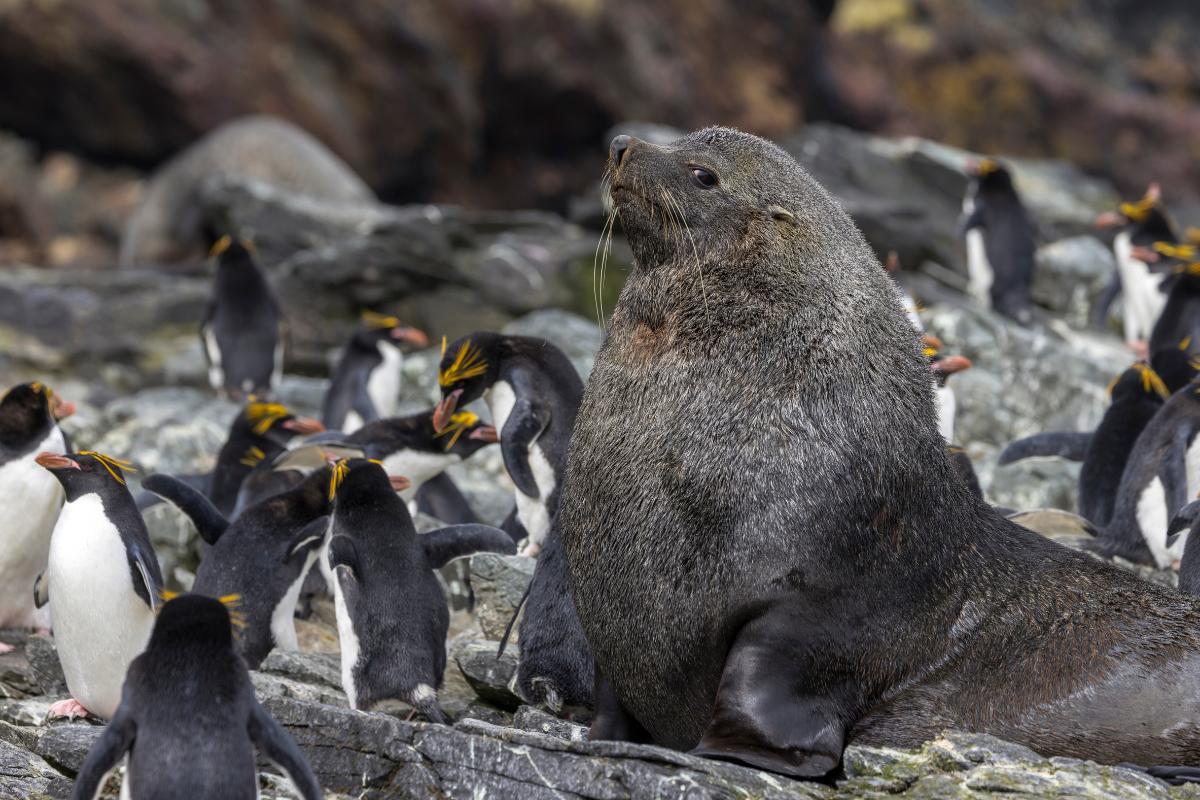 30 Antarctic Animals - What Lives at the South Pole?