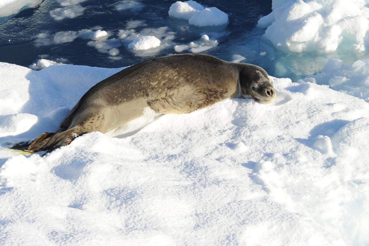 30 Antarctic Animals - What Lives at the South Pole?