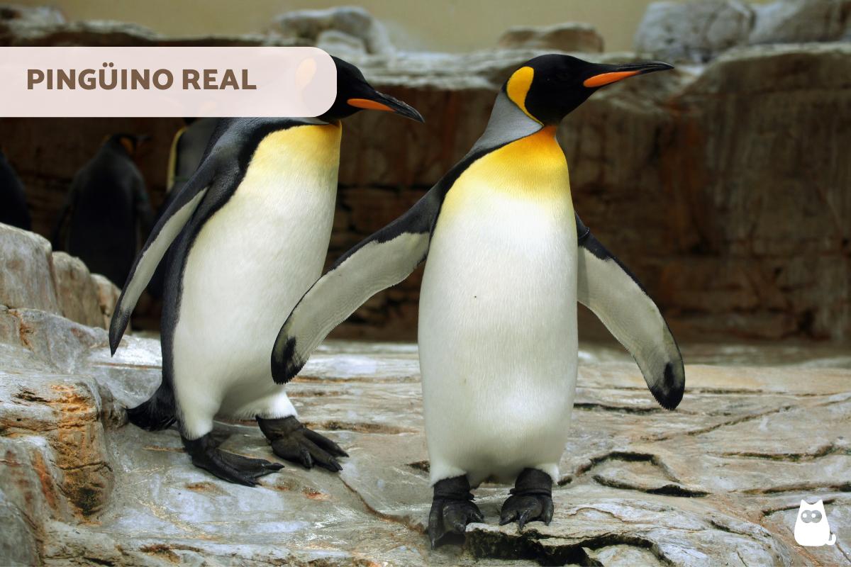 30 Antarctic Animals - What Lives at the South Pole?