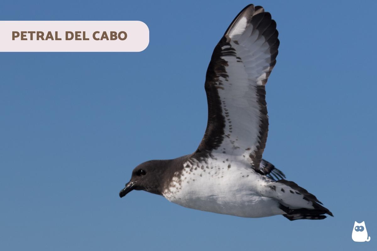 30 Antarctic Animals - What Lives at the South Pole?