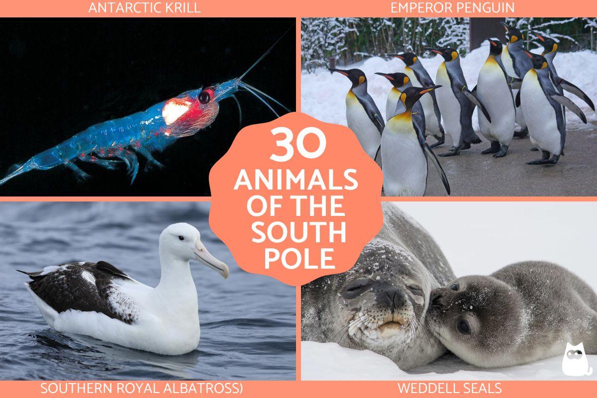 30 Antarctic Animals - What Lives at the South Pole?