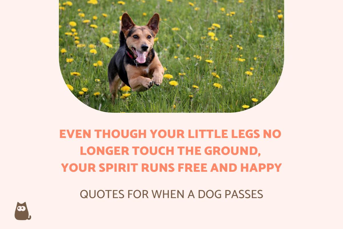 40 Dog Death Quotes for a Dog Passing - Rainbow Bridge Quotes