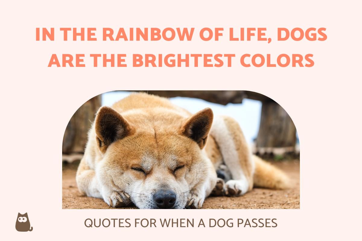 40 Dog Death Quotes for a Dog Passing - Rainbow Bridge Quotes