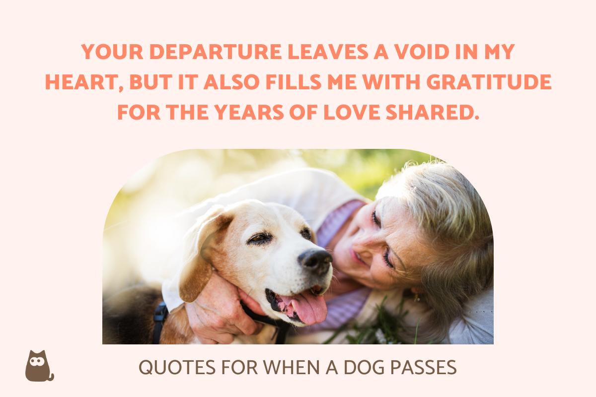 40 Dog Death Quotes for a Dog Passing - Rainbow Bridge Quotes