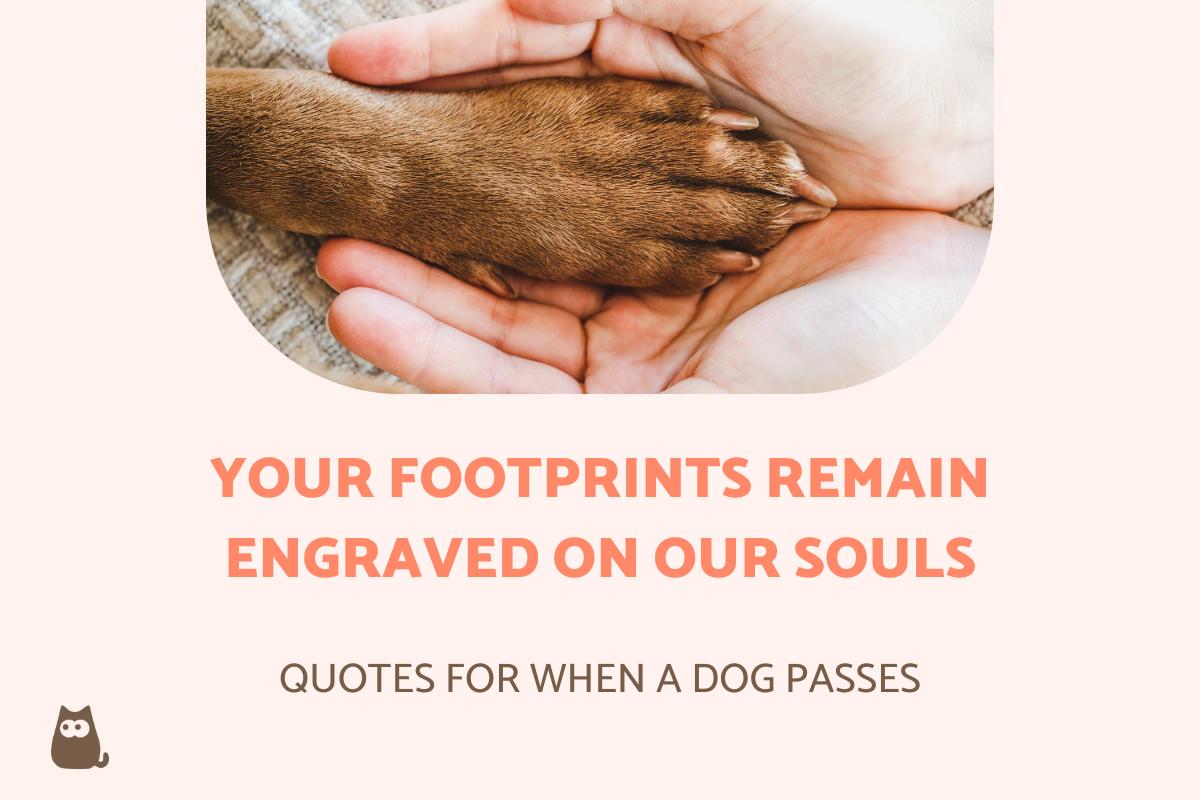 40 Dog Death Quotes for a Dog Passing - Rainbow Bridge Quotes