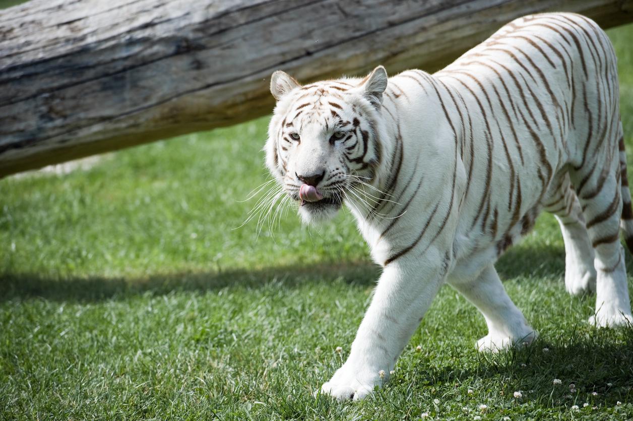 Why are Bengal Tigers Endangered? - Reasons They are Threatened with ...