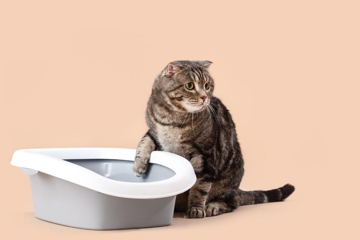 Colitis in Cats: How to Spot It & What to Do Next