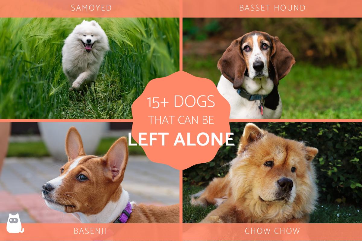 15+ Dog Breeds That Can Be Left Alone for 8 Hours