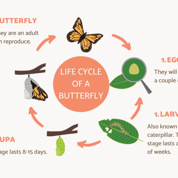 butterfly born process