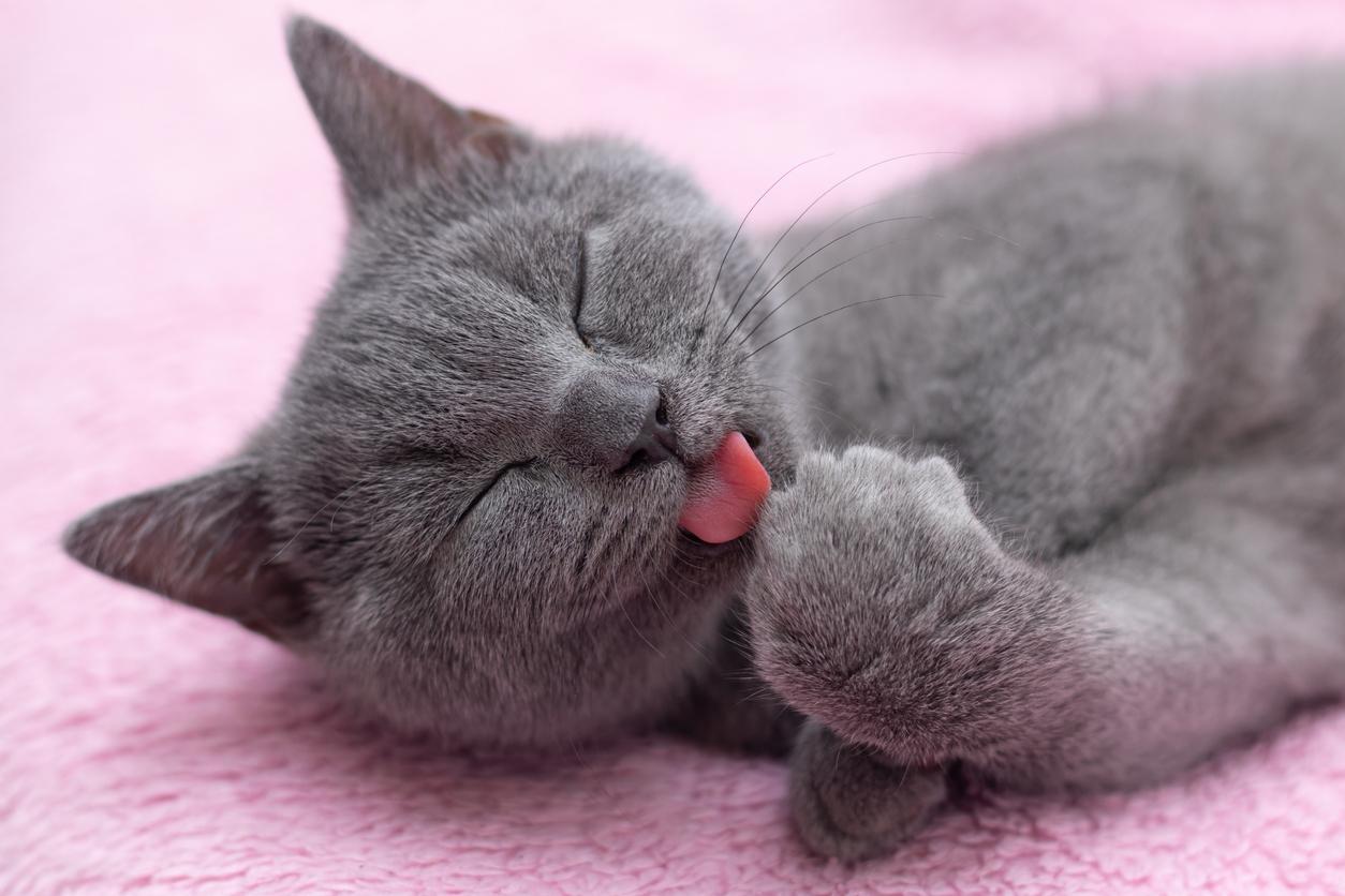 My Cat Is Not Grooming Themselves Anymore - Causes and What to Do