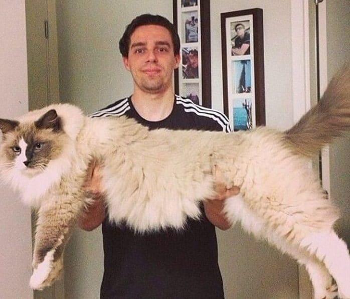 12 Biggest House Cat Breeds in the World - With Photos