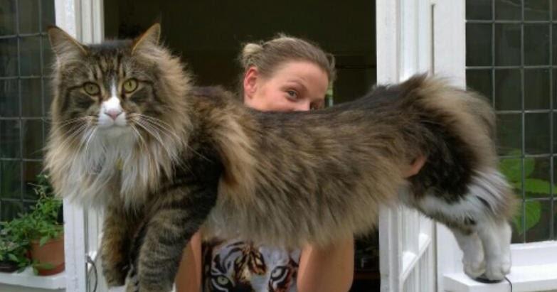 12 Biggest House Cat Breeds in the World - With Photos