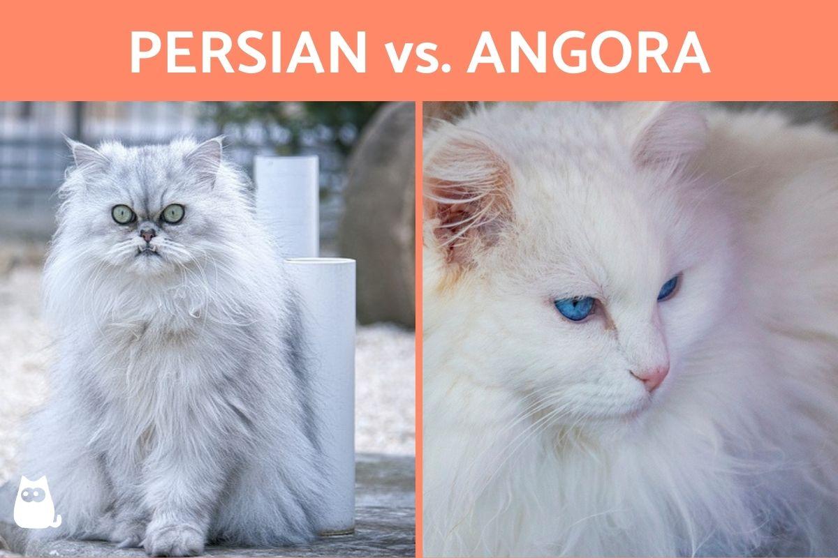 Differences Between a Persian vs. Angora Cat - Breed Comparison