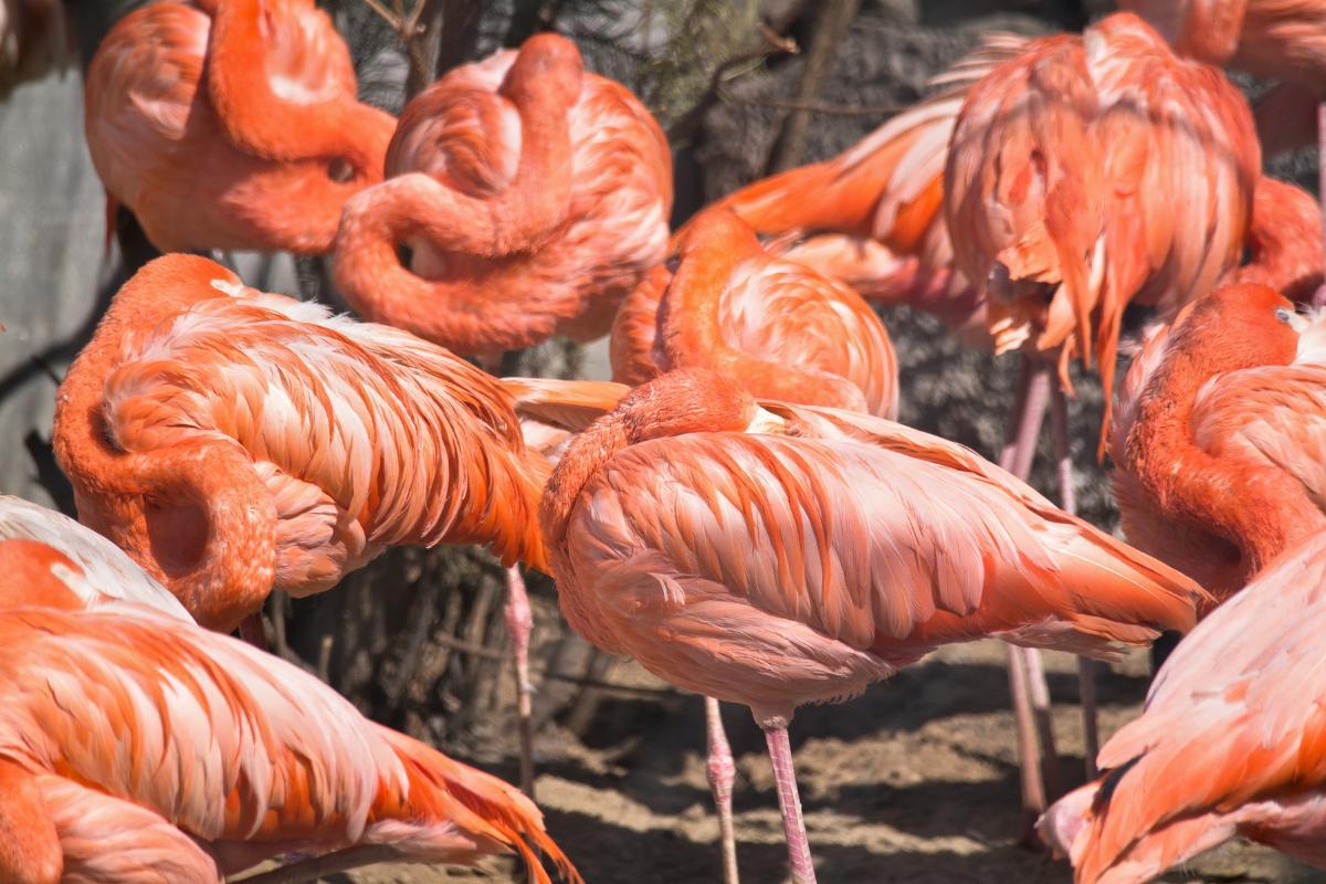How Do Flamingos Sleep? - Flamingos Sleeping on One Leg