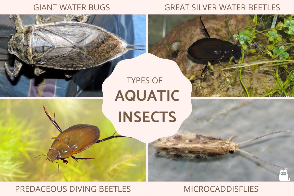 Aquatic Insects - Types of Water Insects Guide With Photos