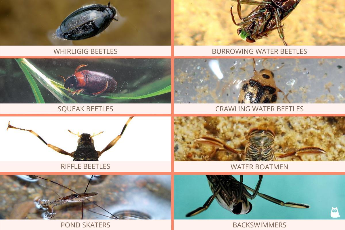Aquatic Insects - Types of Water Insects Guide With Photos