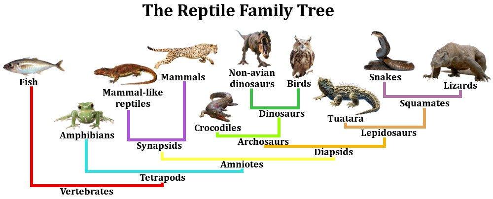 How do Reptiles Breathe? - Reptile Facts
