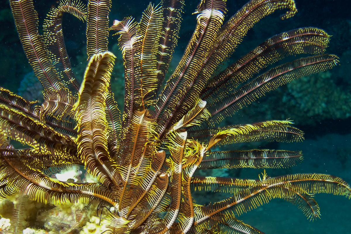 What Are Sea Lilies? - Characteristics and Examples