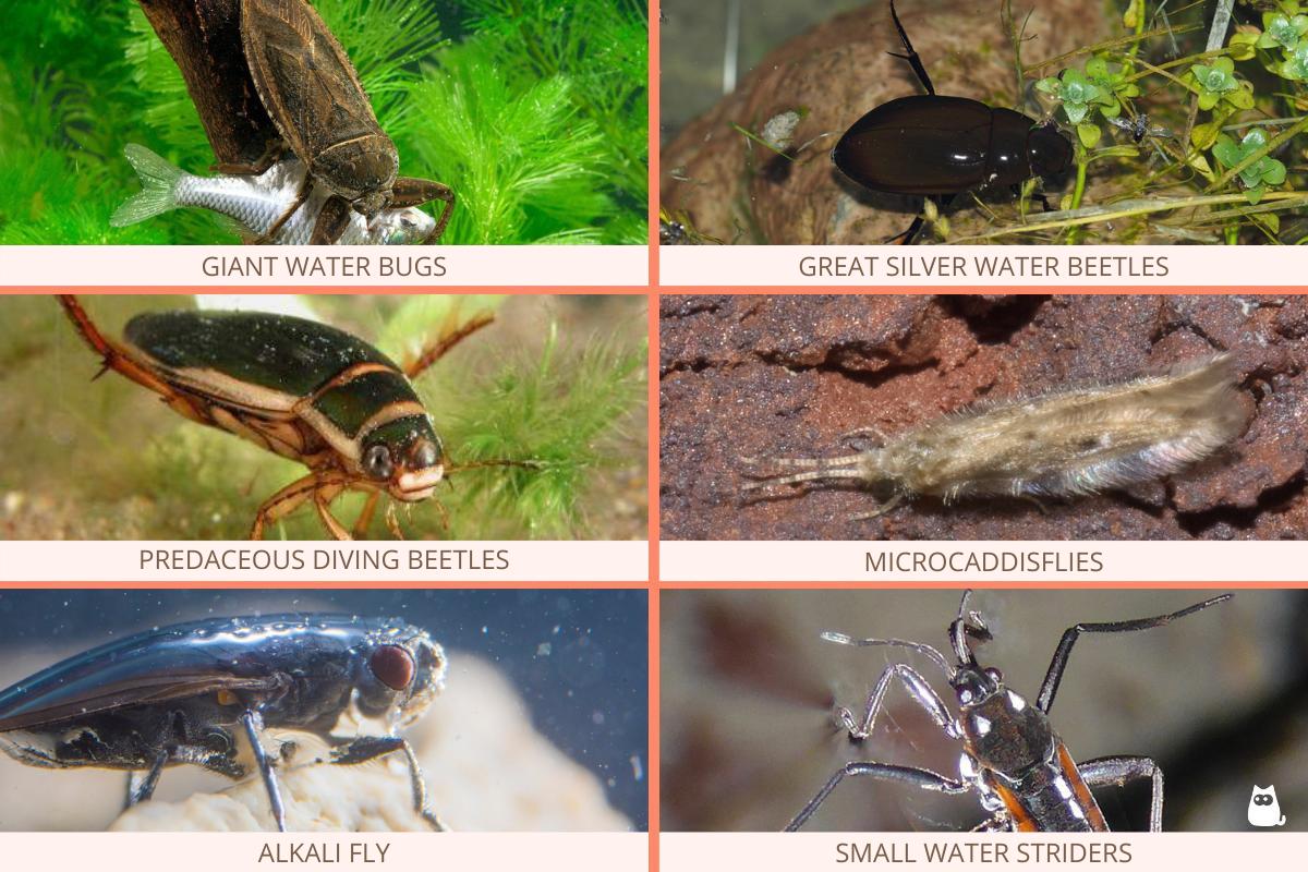 Aquatic Insects - Types of Water Insects Guide With Photos