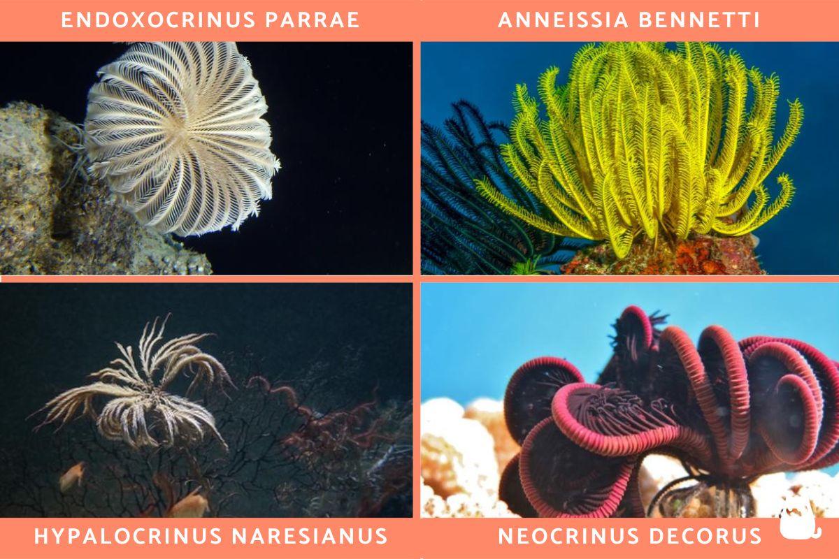 What Are Sea Lilies? - Characteristics and Examples