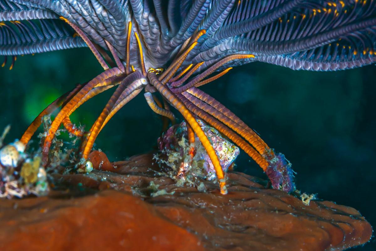 What Are Sea Lilies? - Characteristics and Examples