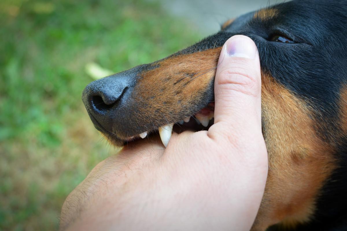 Why Is My Dog Aggressive to Some People? - Causes and What to Do