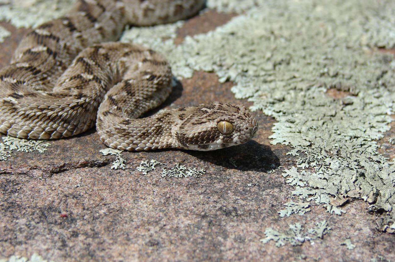 The Most Dangerous Snakes in India