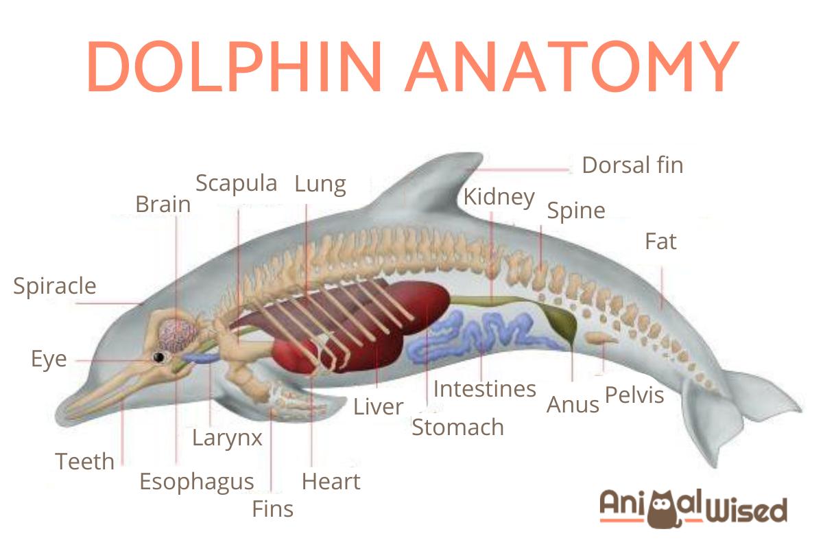 Dolphin Characteristics - Anatomy, Behavior and Communication